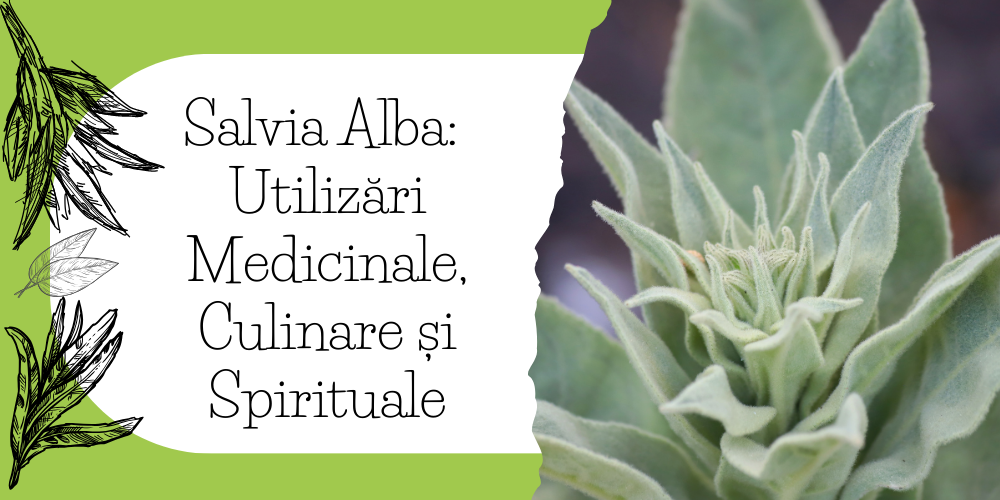 Salvia Alba: Utilizări Medicinale, Culinare și Spirituale