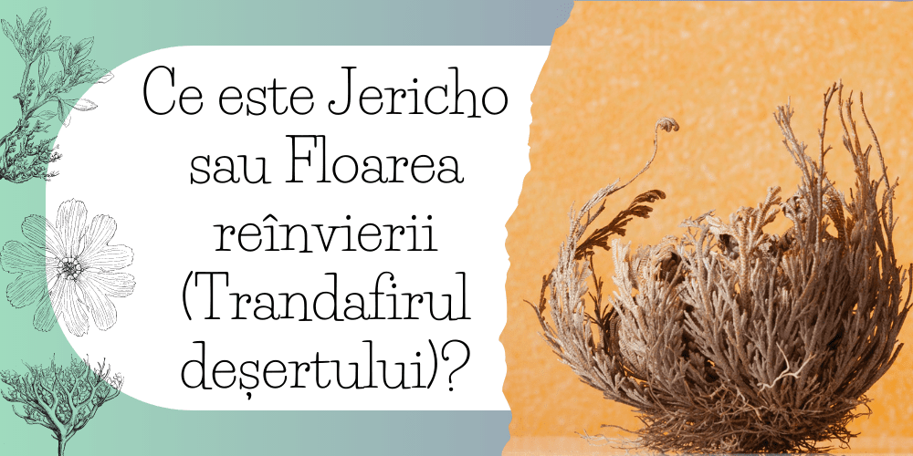 Ce este Jericho sau Floarea reînvierii (Trandafirul deșertului)?