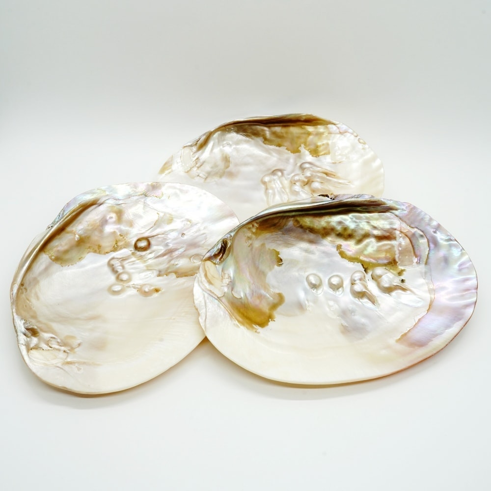 Cochilie scoica alba cu perle naturale 16cm