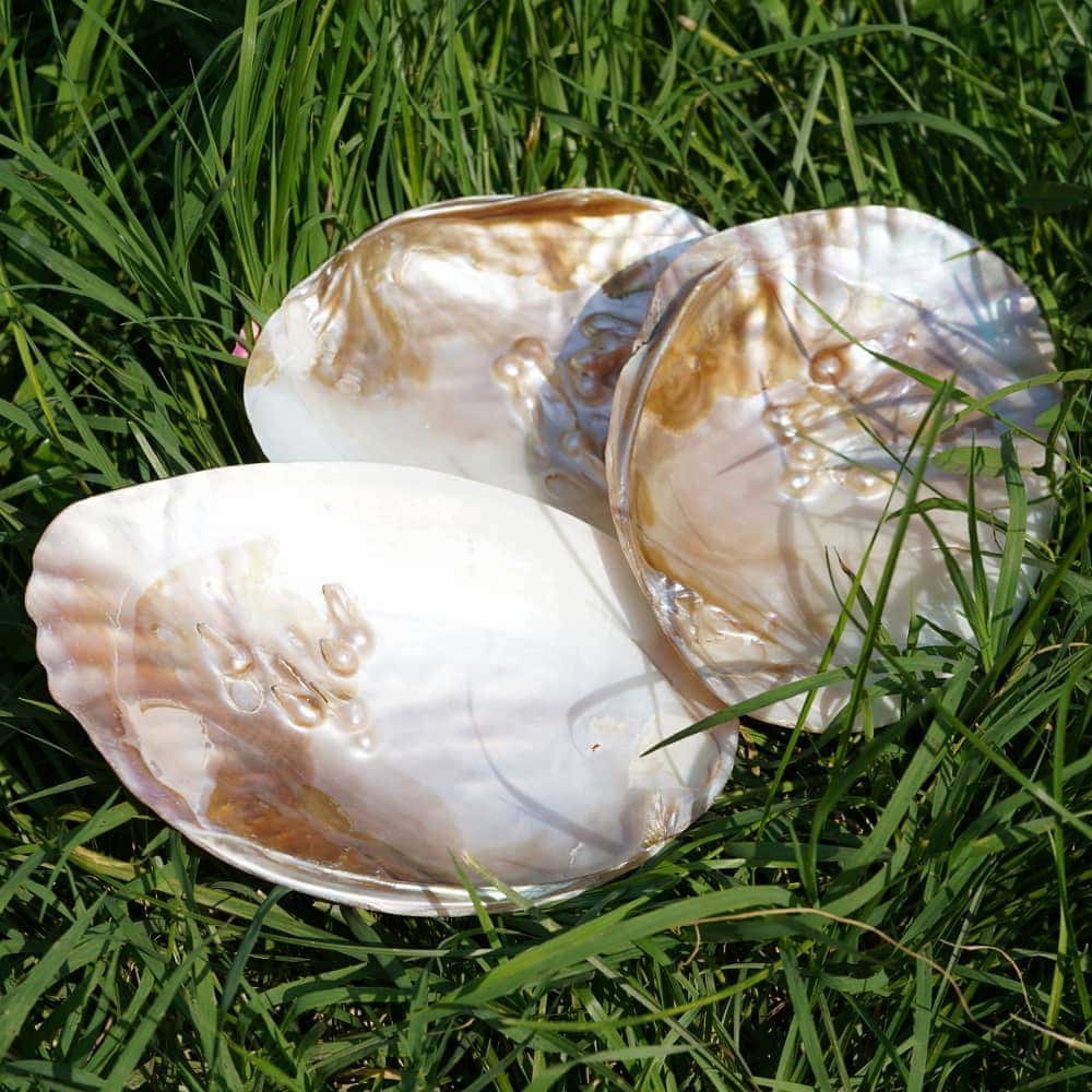 Cochilie scoica alba cu perle naturale 16cm